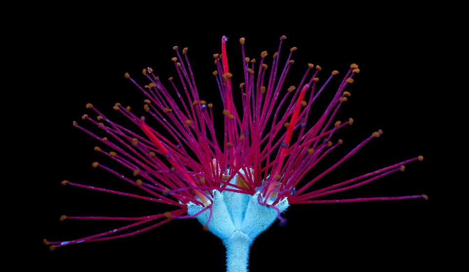 Spektakuläre Aufnahmen zeigen, wie Bienen die Welt sehen - [GEO]