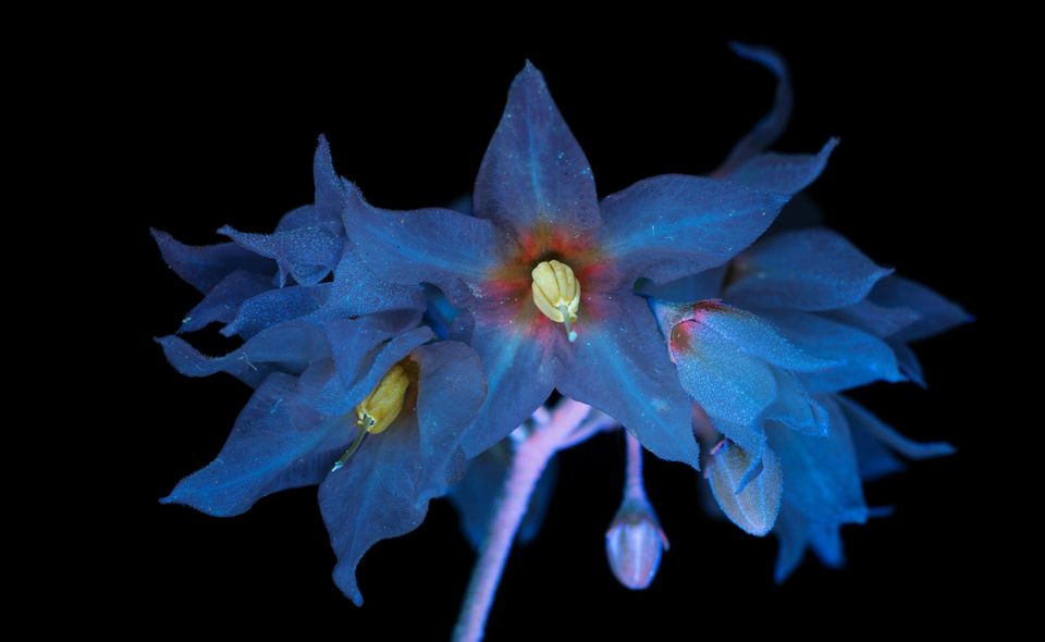 Spektakuläre Aufnahmen zeigen, wie Bienen die Welt sehen - [GEO]