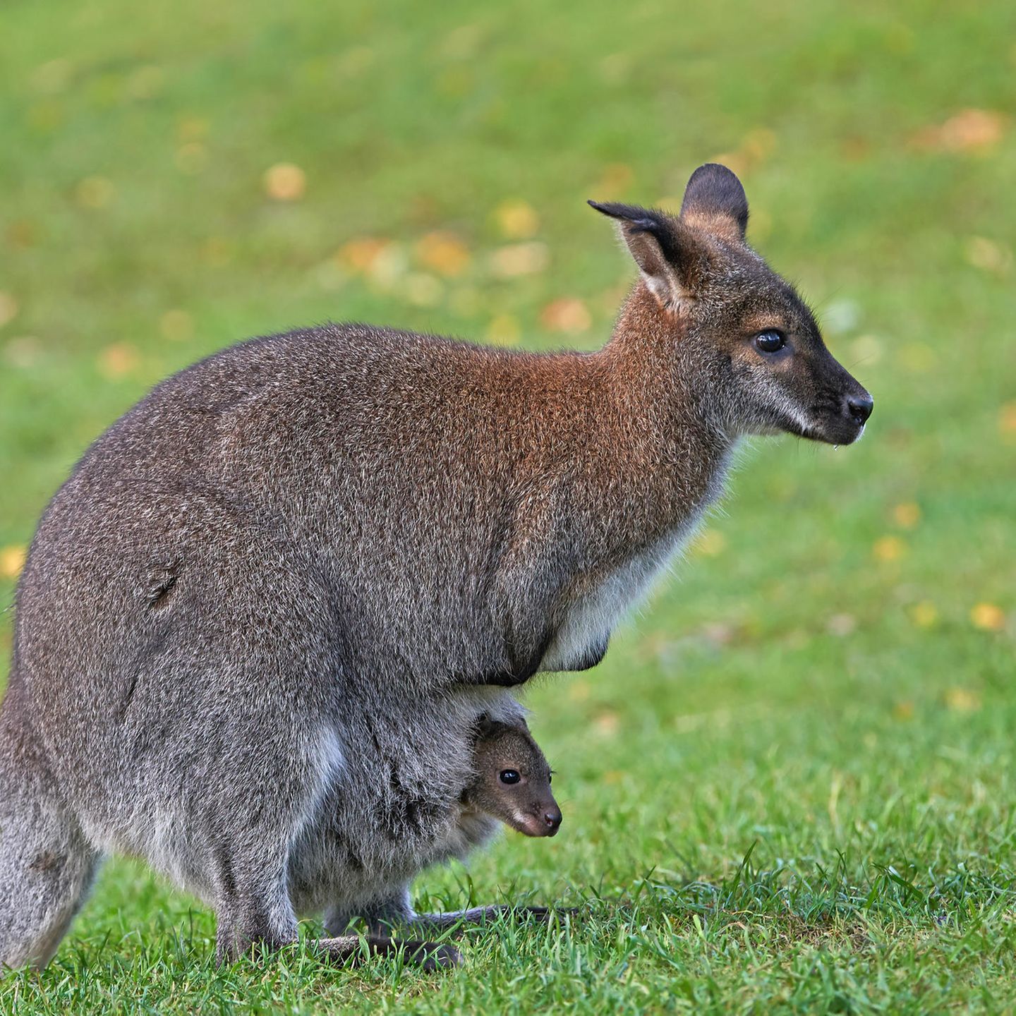 Cucciolo Di Wallaby Domestico Baby Wallaby Fotografie Stock E Altre