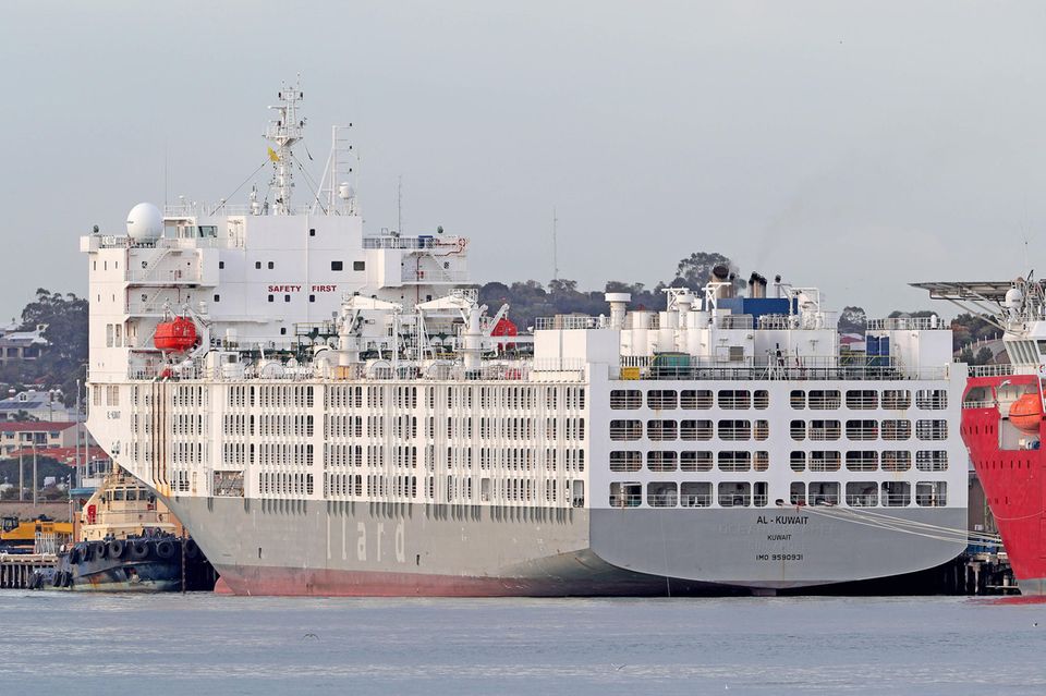 Tiertransport per Schiff: "Viele der Tiere kommen am Zielort blind an ...