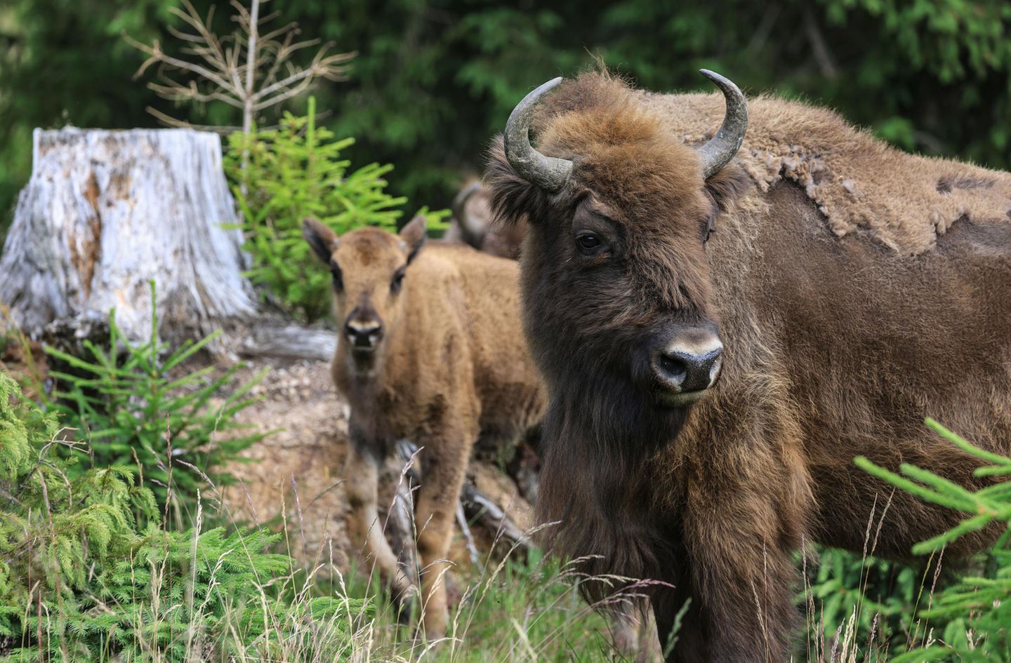 Durchatmen im Sauerland: 8 Ausflugtipps - [GEO]