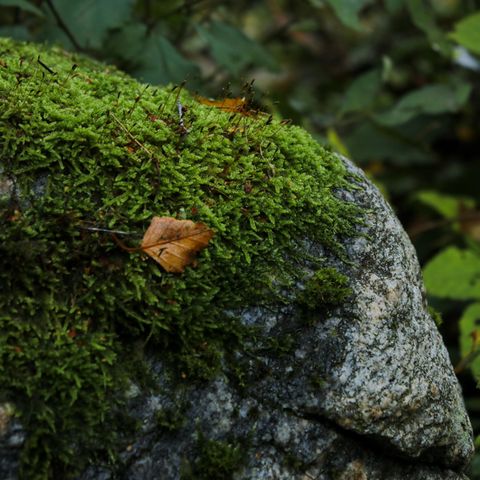 Takakia: Ältestes Moos der Welt stirbt aus - [GEO]