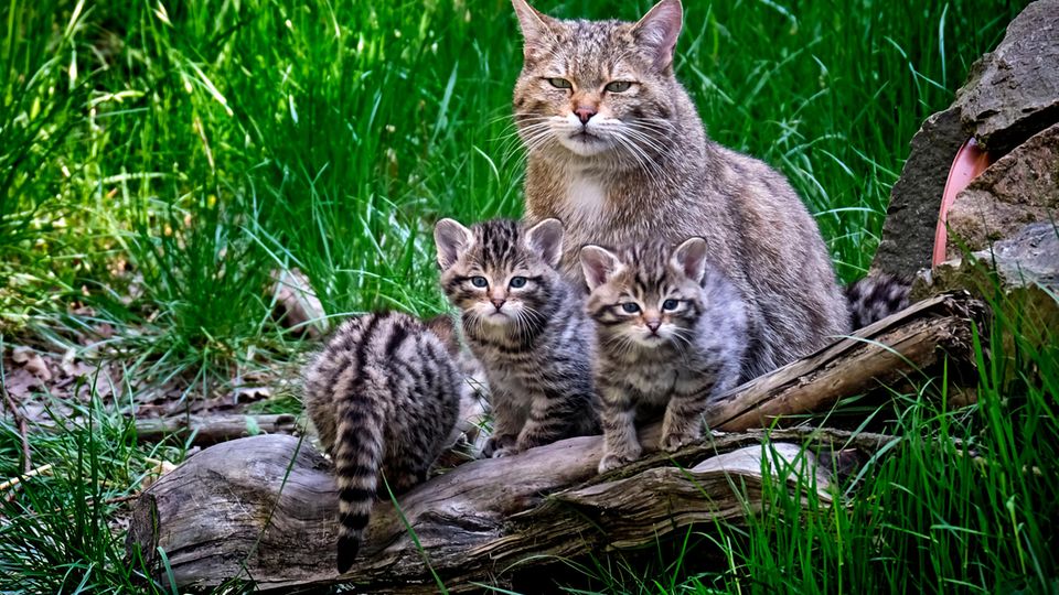Tierlexikon: Die Europäische Wildkatze - [GEOLINO] - [GEOLINO]