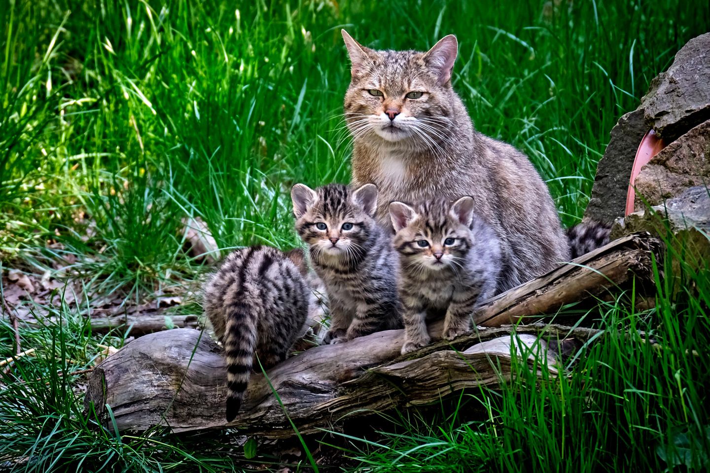 Tierlexikon: Die Europäische Wildkatze - [GEOLINO] - [GEOLINO]