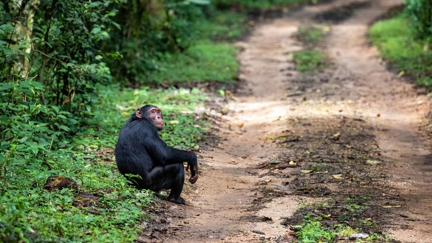 Wegen seltener Erden: Jeder dritte Menschenaffe in Afrika ist bedroht ...