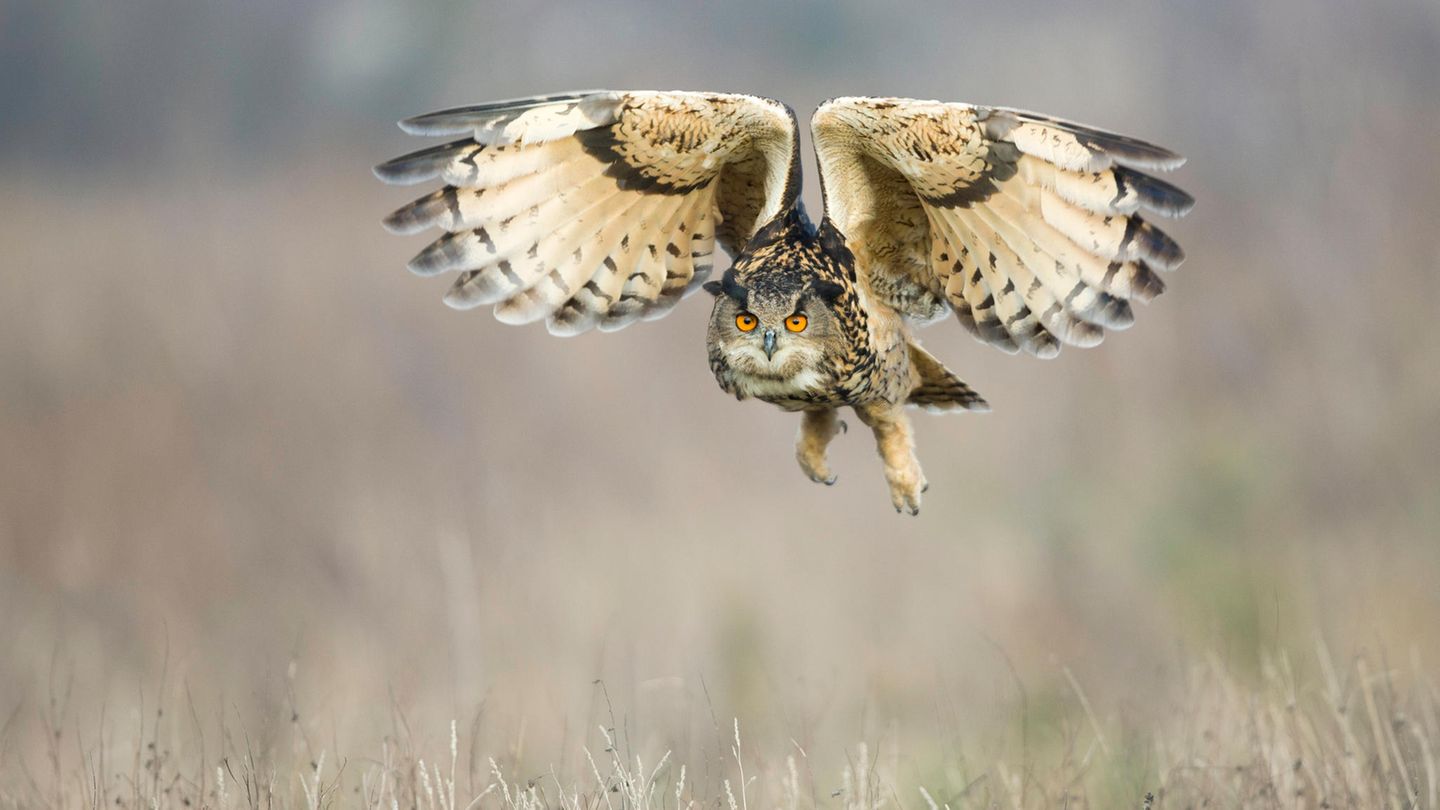 Rückkehr des Uhus: Wie die Eule ein ganzes Ökosystem belebt - [GEO]