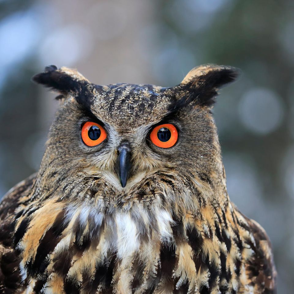 Das Comeback des Uhus: Wie die große Eule ein ganzes Ökosystem belebt ...