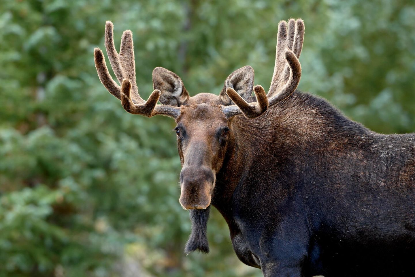 "Elche sind große Individualisten": Eine Forscherin über das ...