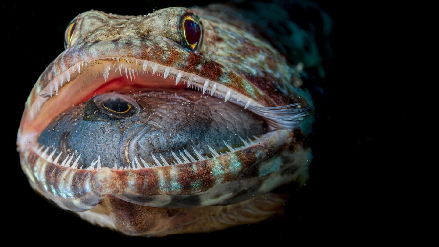 Meerestiere und ihre erstaunlichen Überlebensstrategien - [GEO]