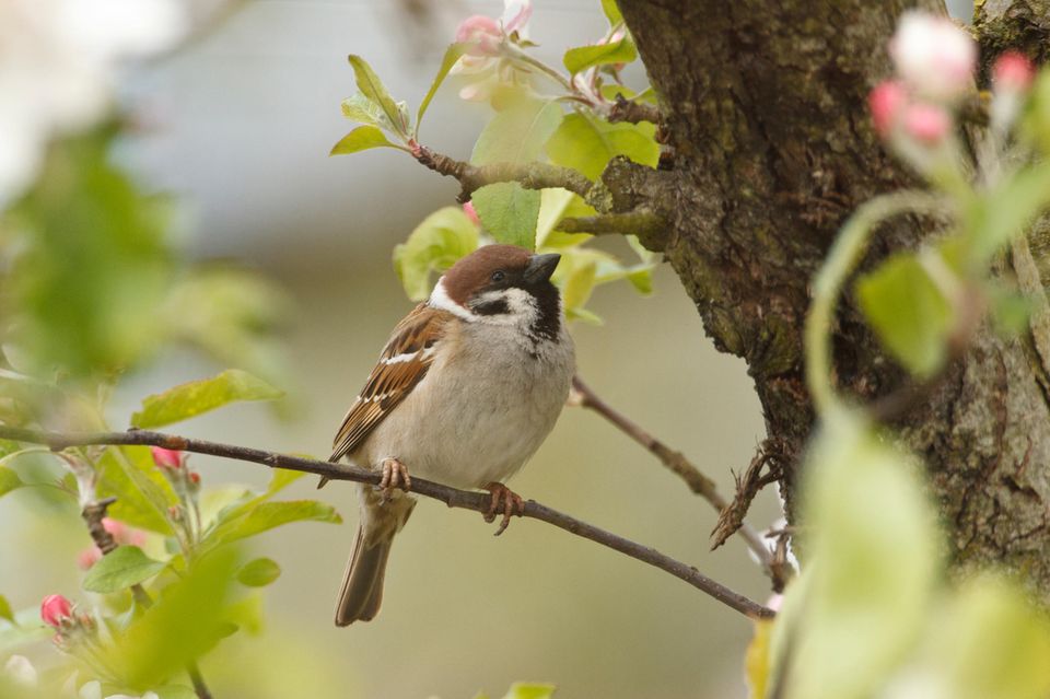 Feldsperling: Kommunikativer Wiesenbewohner - [GEO]