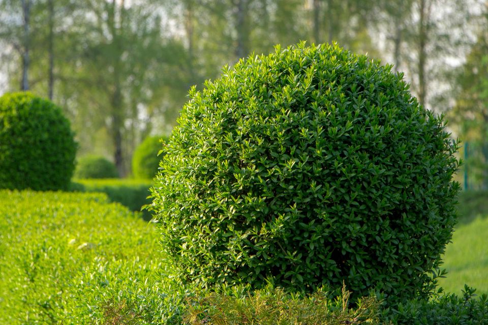 Buchsbaum-Alternativen: 4 Ersatzpflanzen für den Garten - [GEO]