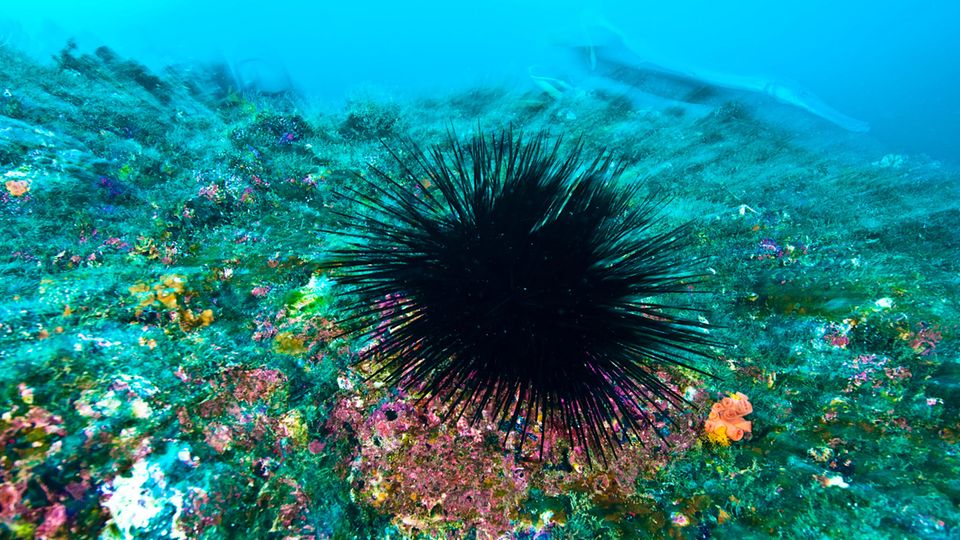 Massensterben von Seeigeln wird zur weltweiten Pandemie - [GEO]