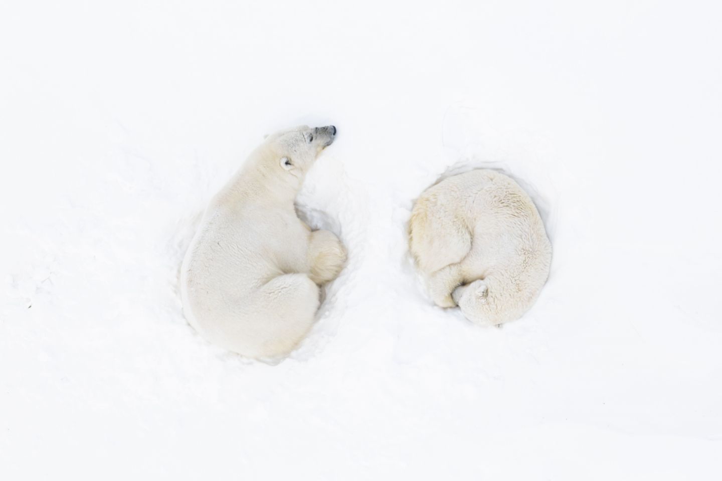 "A Polar Romance" – Florian Ledoux - [GEO]