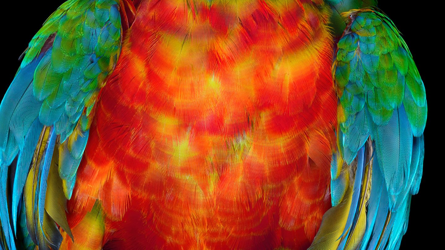 Fotografie: Federn in ihrer ganzen Pracht - [GEO]