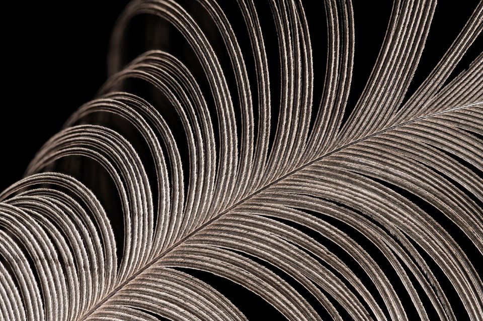 Fotografie: Federn in ihrer ganzen Pracht - [GEO]