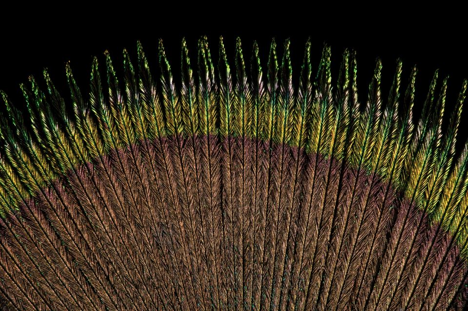 Fotografie: Federn in ihrer ganzen Pracht - [GEO]