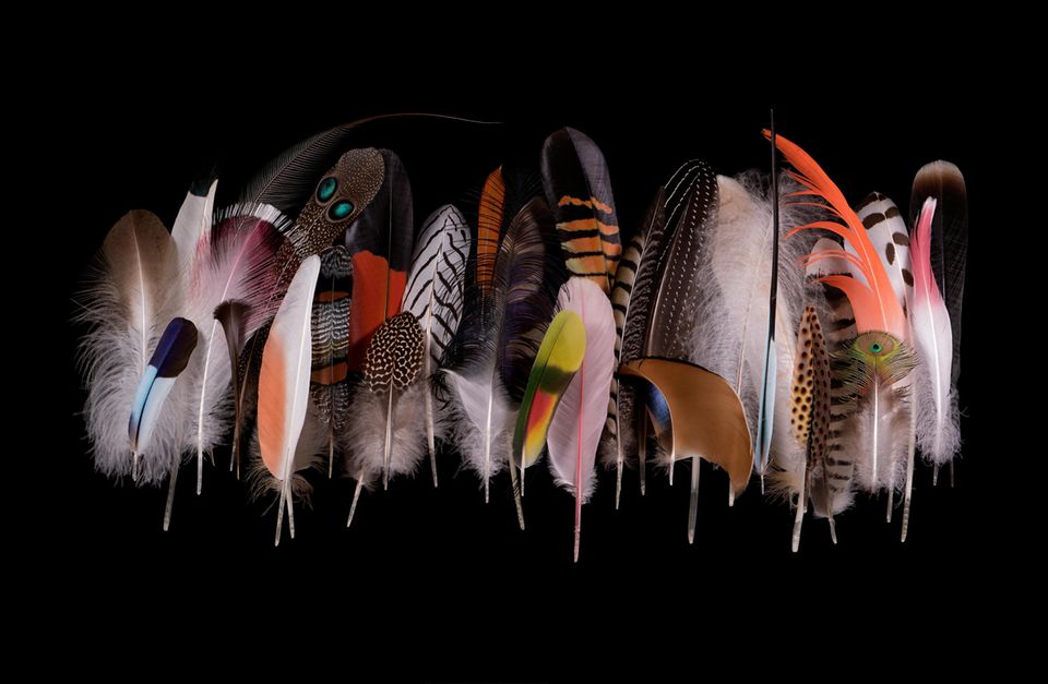 Fotografie: Federn in ihrer ganzen Pracht - [GEO]