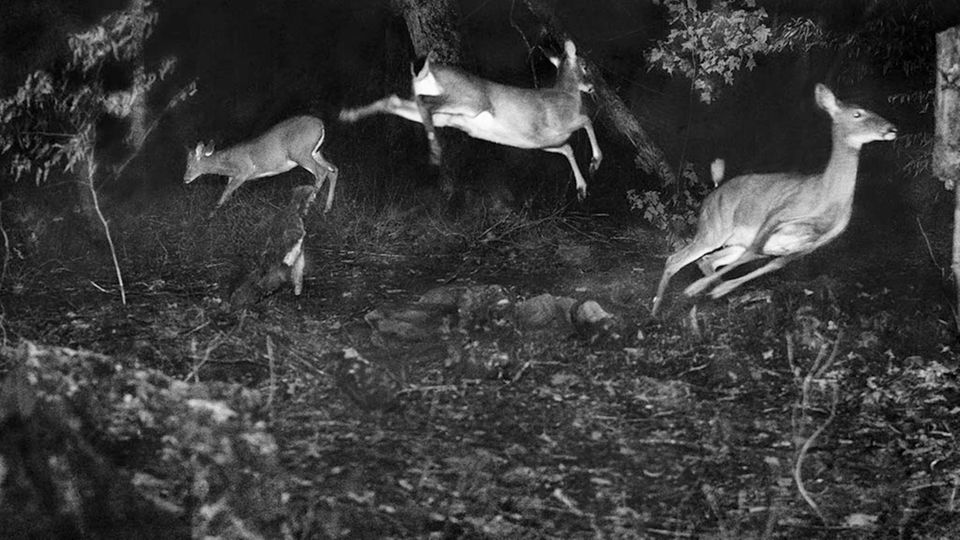 Warten auf die Wilden - [GEO]