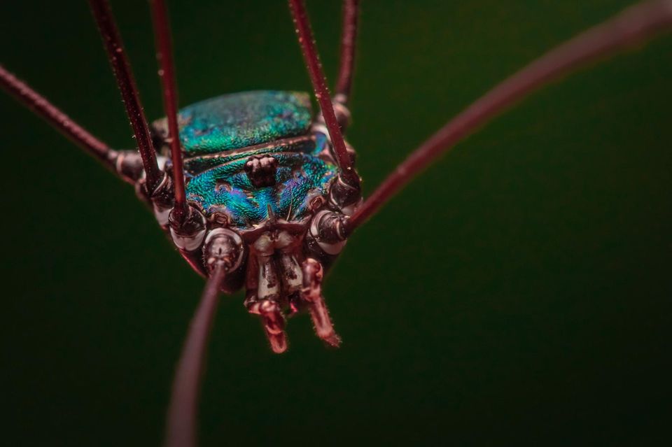 Lange Beine, glänzender Rücken: So sahen Weberknechte vor 48 Millionen ...