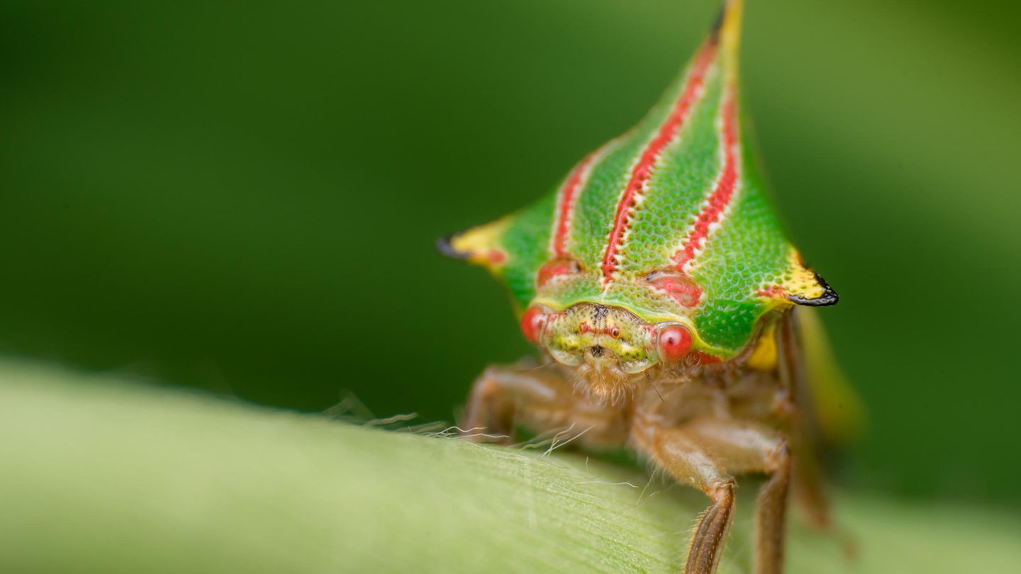 Wunder Evolution: 10 skurrile Wesen unserer Erde - [GEO]