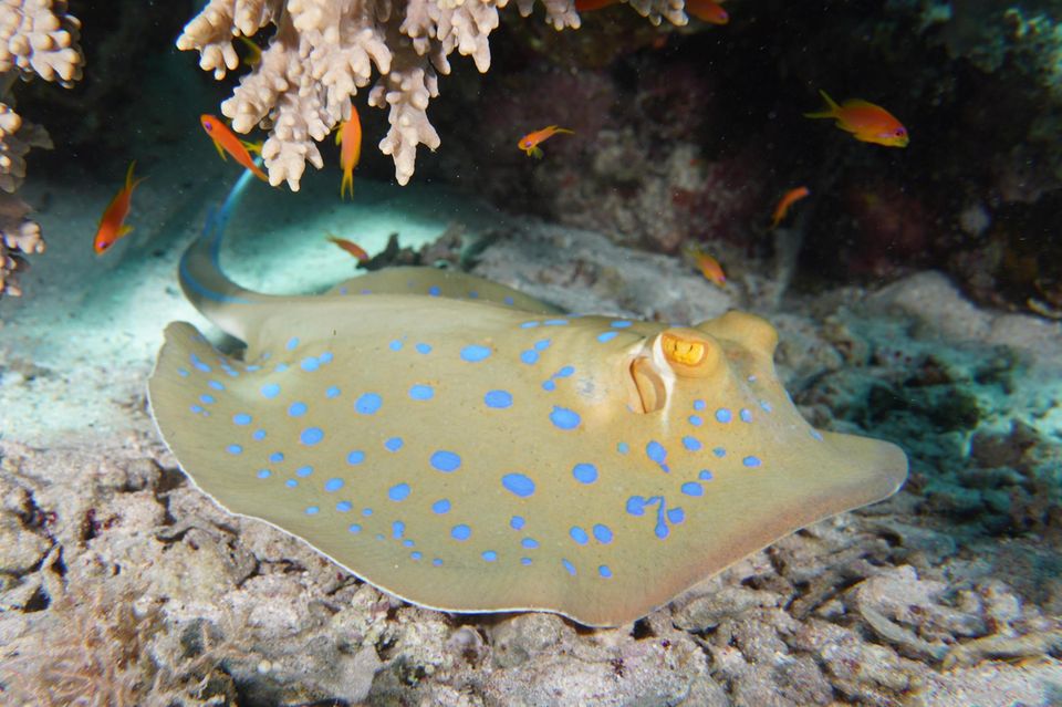 Rochen: Nano-Struktur von blauen Punkten entschlüsselt - [GEO]