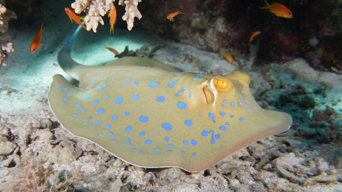 Rochen: Nano-Struktur von blauen Punkten entschlüsselt - [GEO]