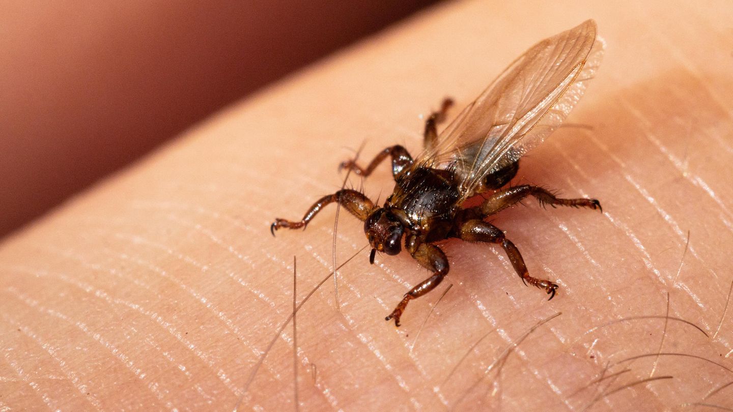 Hirschlausfliege: Wie gefährlich sind die "fliegenden Zecken"? - [GEO]