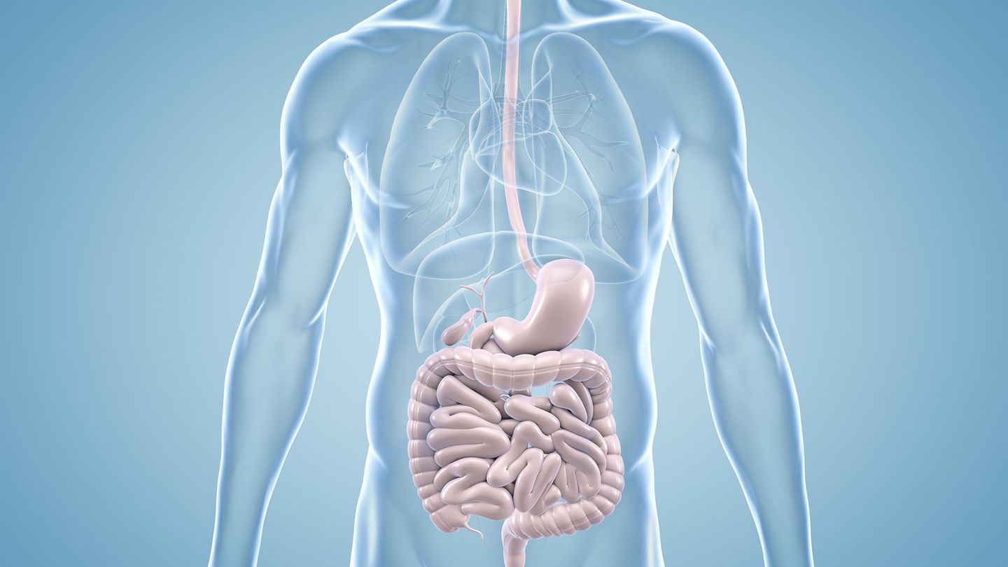 Wunder der Verdauung: Die erstaunliche Reise der Nahrung durch unseren ...