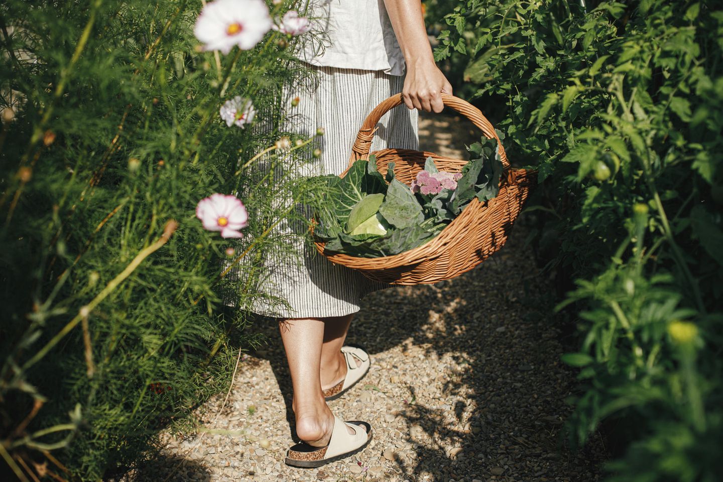 Amazon Prime Day: Diese Garten-Deals gibt es heute noch - [GEO]