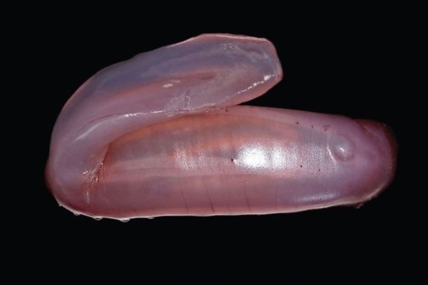 Pinke Seegurken und Krebse: Neue Arten im Meer entdeckt - [GEO]