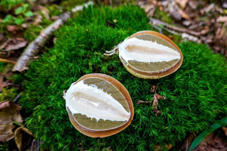 Stinkmorchel: Warum dieser Pilz auch Leichenfinger heißt und wann man ...