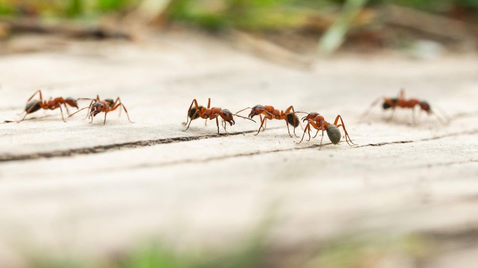 Keine Liebesschwüre So Stört Ozon Den Sex Der Insekten Geo