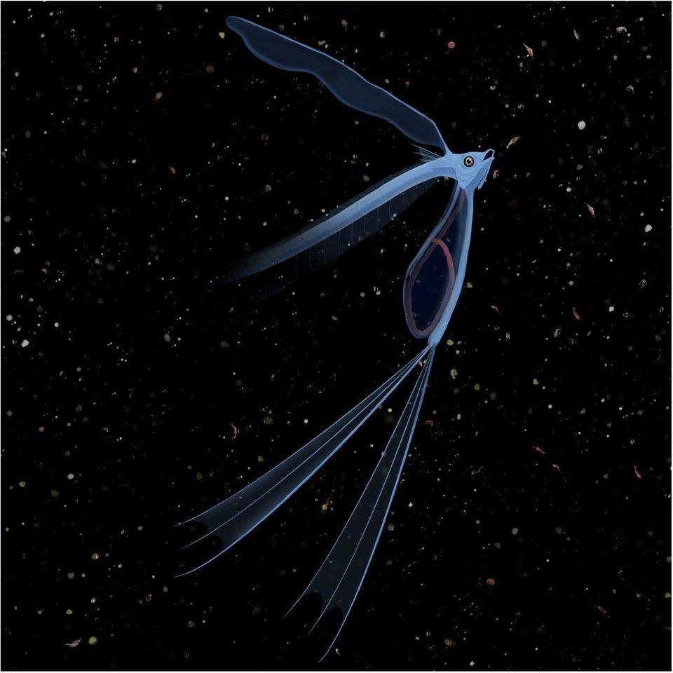 Bizarrer Urzeitfisch lässt Wissenschaft rätseln - [GEO]