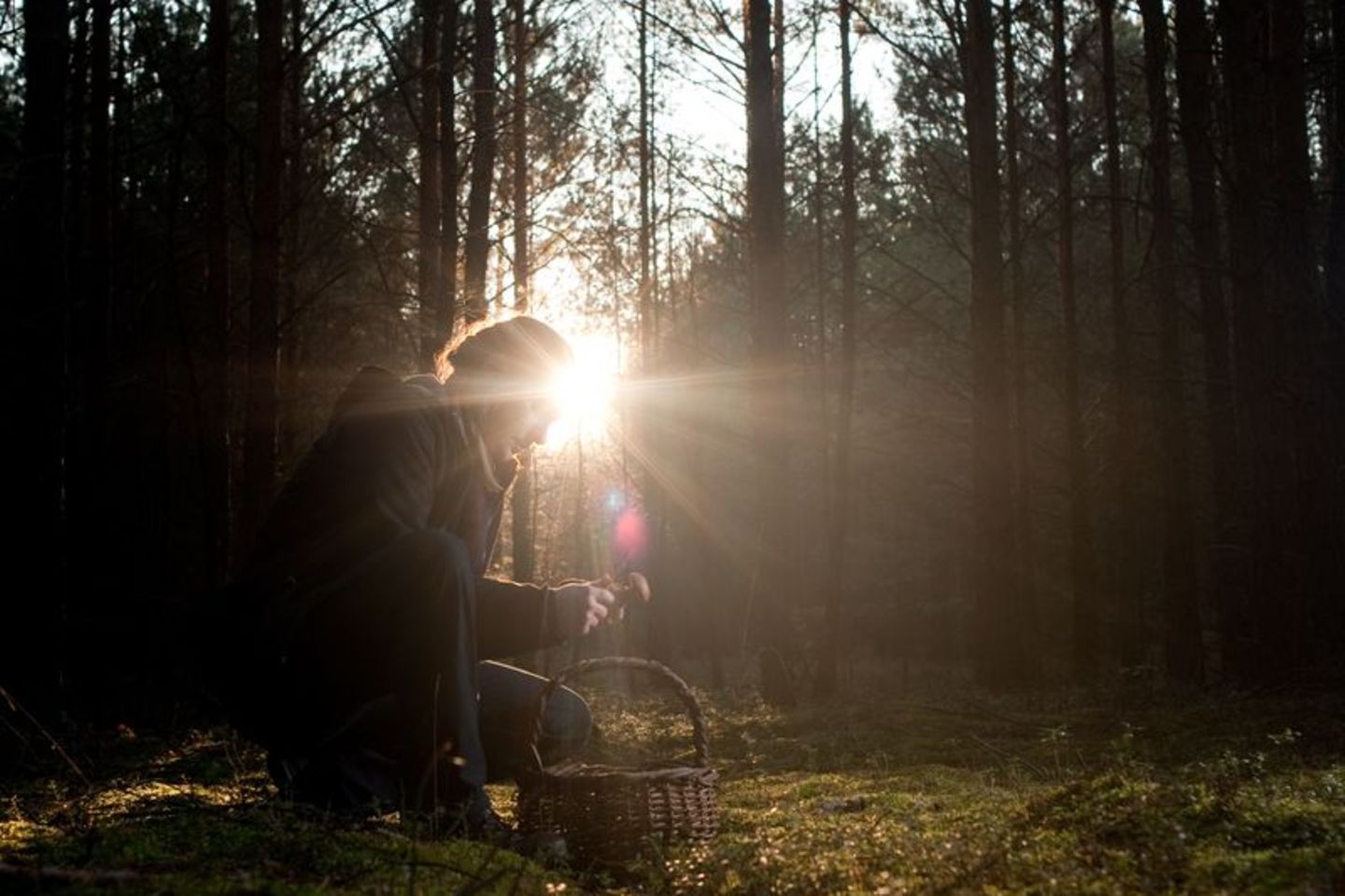Sammeln im Herbst: Radioaktives Cäsium-137: Wie belastet sind Pilze im Wald? - [GEO]