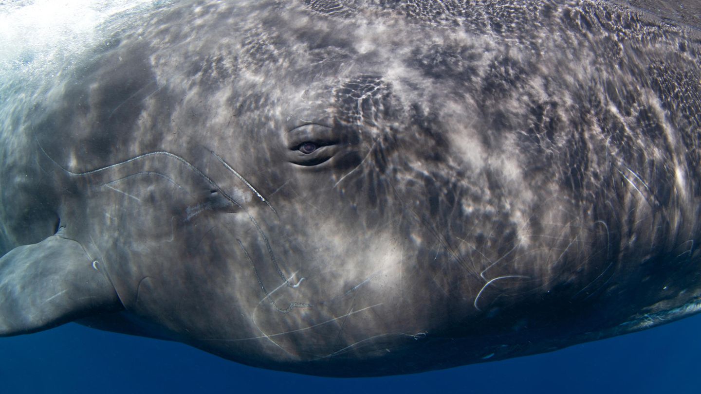 Das Alphabet der Pottwale: Wie Forschende die Laute der grauen Riesen ...