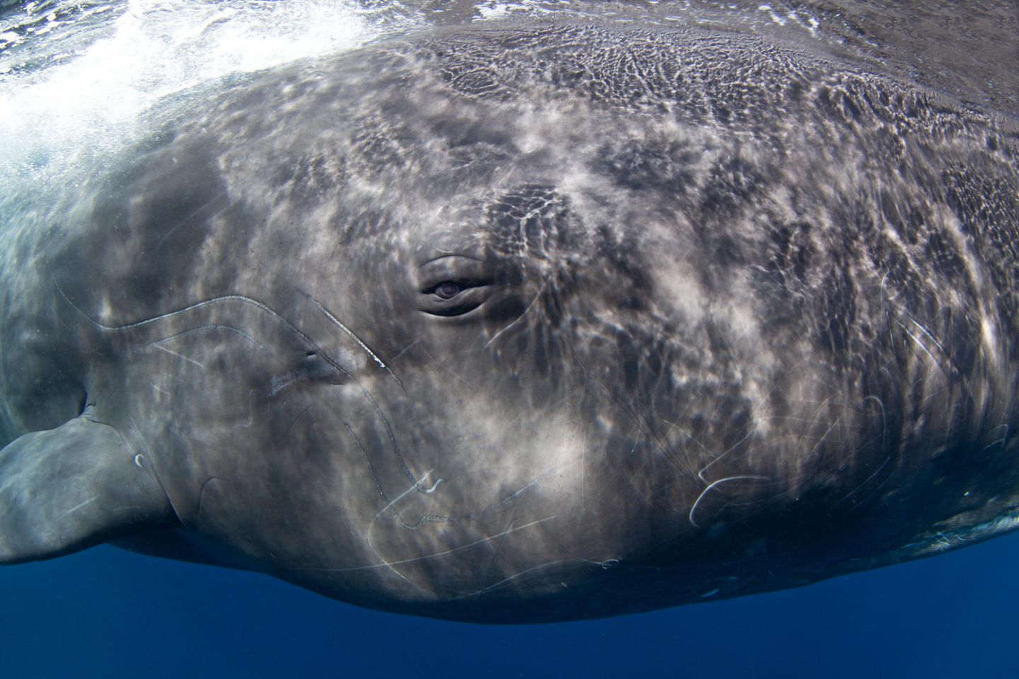 Pottwal Abbildung Pottwal Vor Floridas Küste Gestrandet Rettung