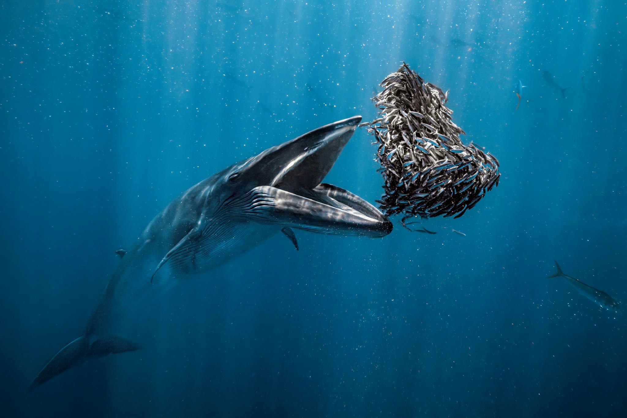 Echte Unterwasser Ozeanbilder Stiller Ozean Stockfotos, Lizenzfreie