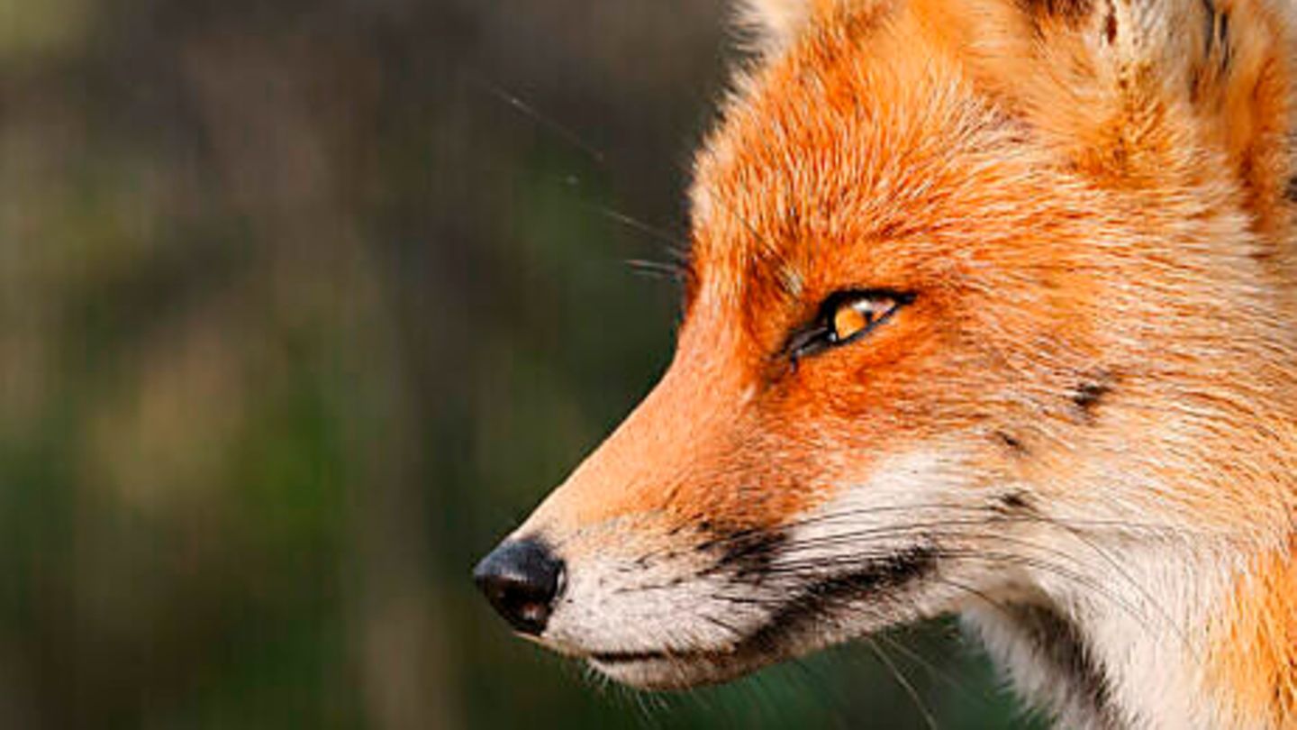 Schlauer Fuchs, sturer Esel? Welche Eigenschaften stimmen - [GEO]