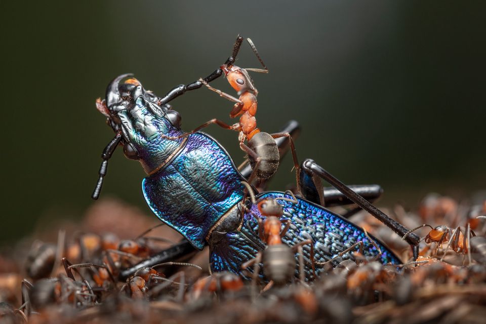 Wildlife Photographer of the Year 2024: die Gewinner-Bilder - [GEO]