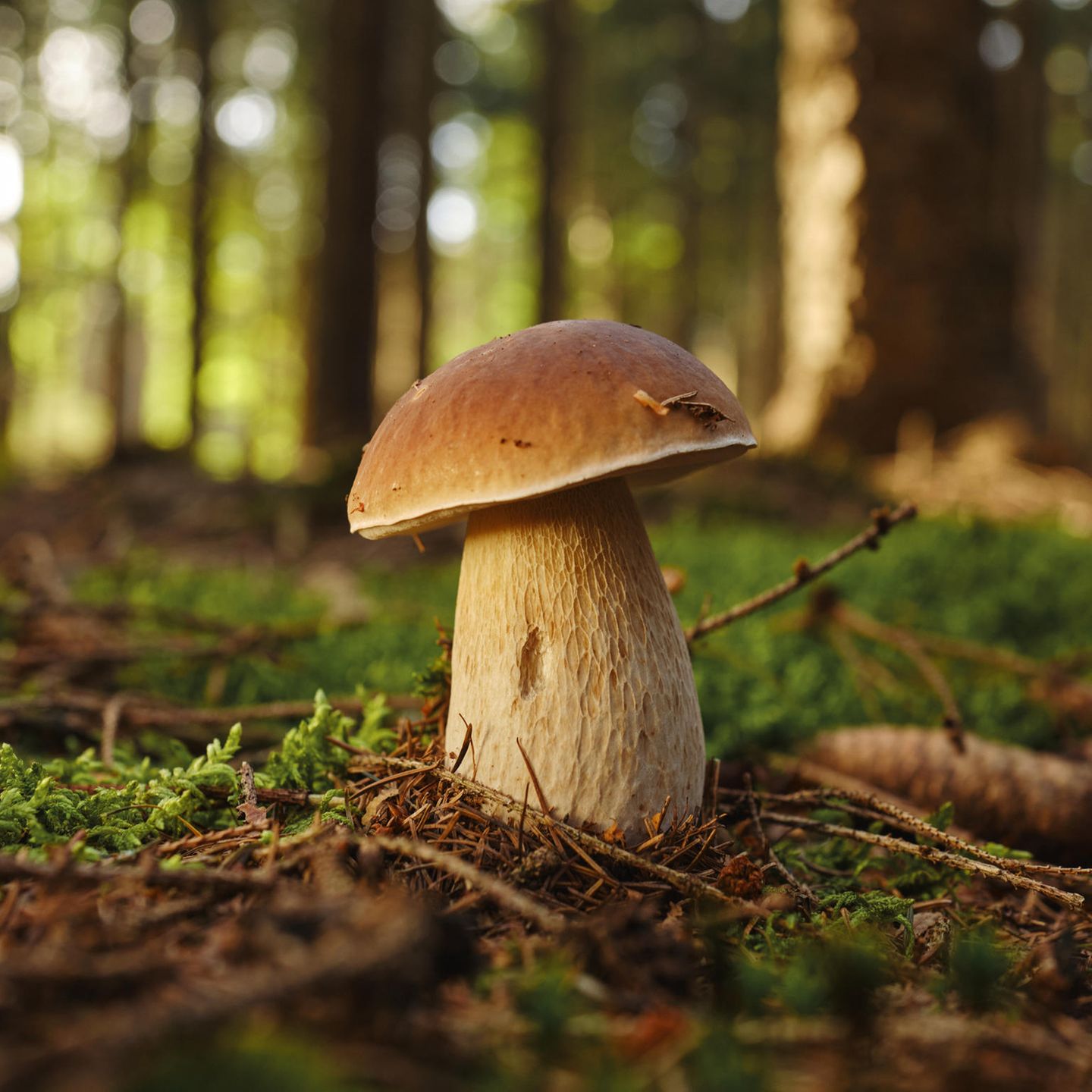 Mein Fiasko im Wald: Wie ich probierte, Pilze per App zu bestimmen - [GEO]