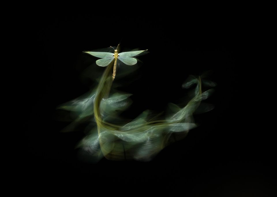 Nature Photographer of the Year 2024: Die schönsten Bilder - [GEO]