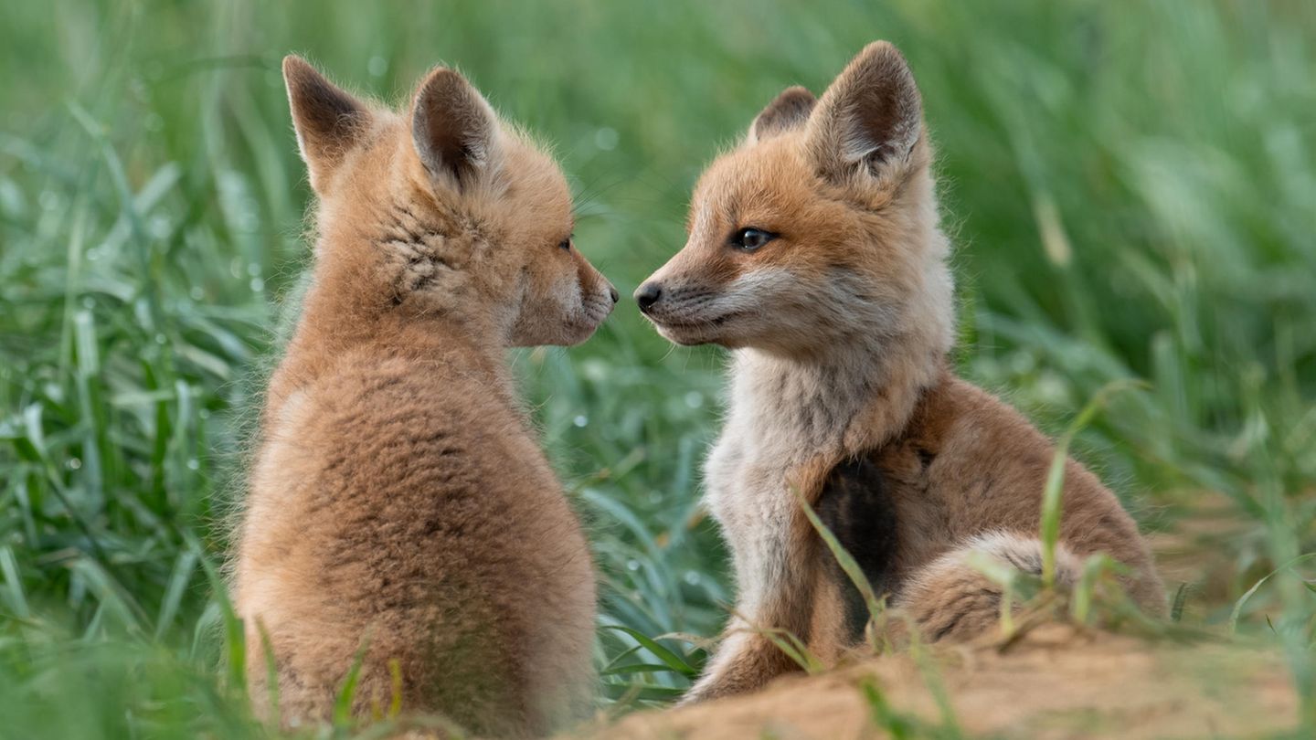 Hype um Tierkinder: Warum wir Tierbabys so süß finden - [GEO]