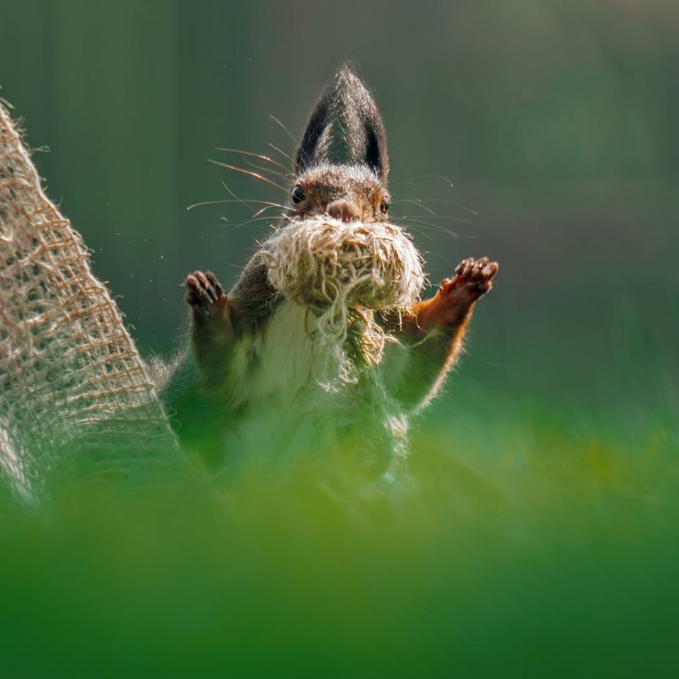 GEO-Leserfotos 2024: Die lustigsten Tierfotos des Jahres - [GEO]