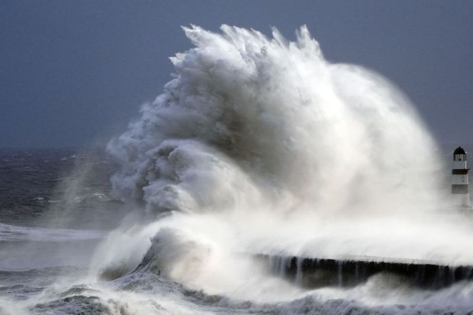 Der Schopf-Tintling ist "Pilz des Jahres 2024" - [GEO]