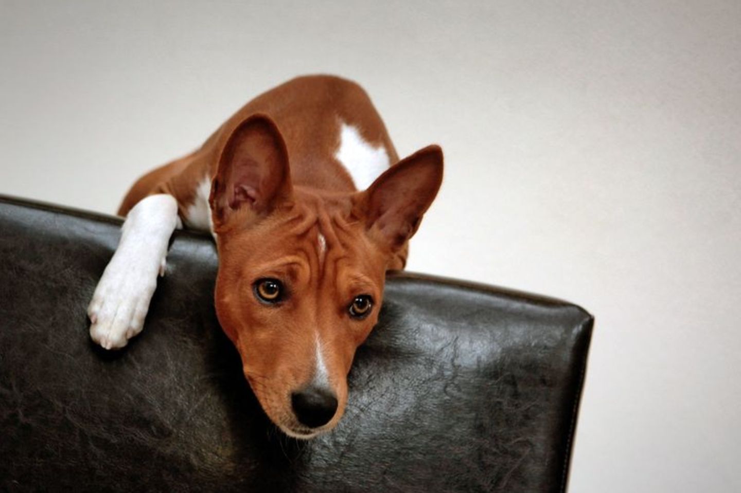 Vergiftung durch Futter: "Werwolf-Syndrom" bei Hunden - Rückrufe für ...