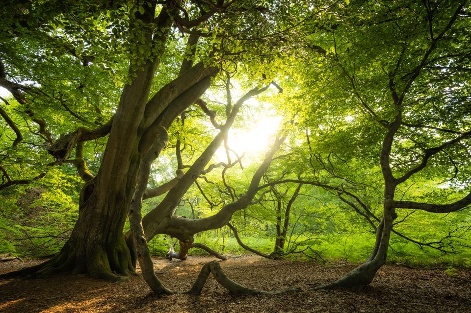 Mehlmilben bekämpfen: Welche Mittel am besten helfen - [GEO]