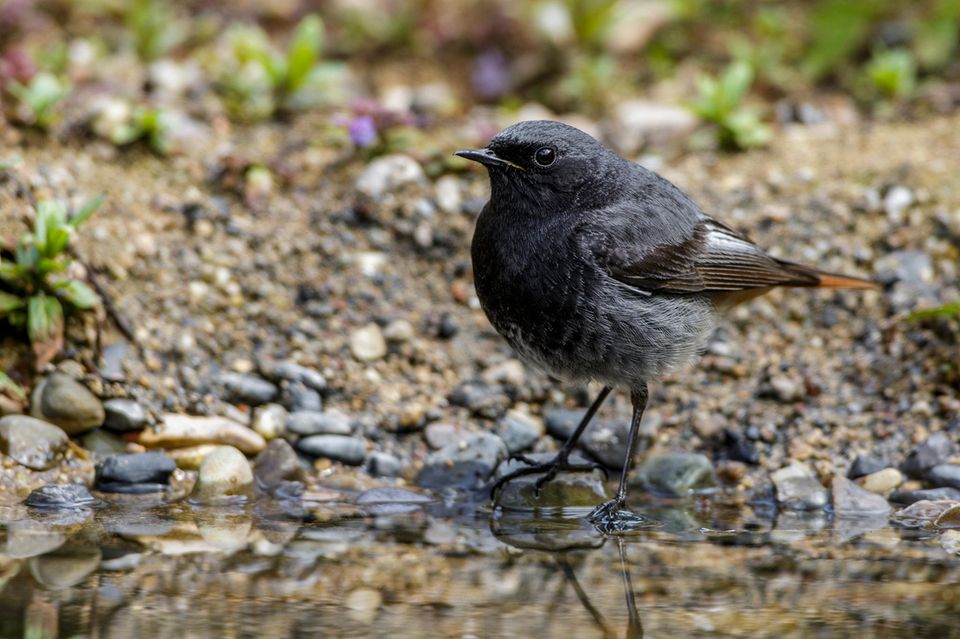 Urzeit: Die wahre Geschichte der Evolution - [GEO]