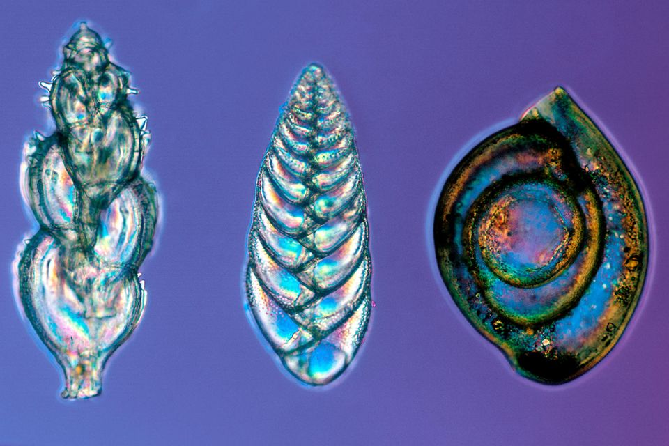 Rekordfund: Sydney-Trichternetzspinne in Australien entdeckt - [GEO]