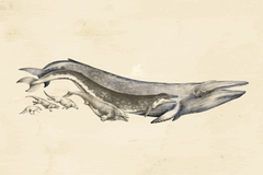 Urzeit: Die wahre Geschichte der Evolution - [GEO]