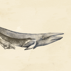 Urzeit: Die wahre Geschichte der Evolution - [GEO]